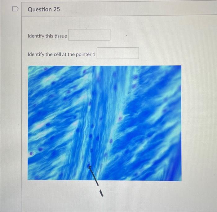 Solved Identify this tissue Identify the cell at the pointer | Chegg.com