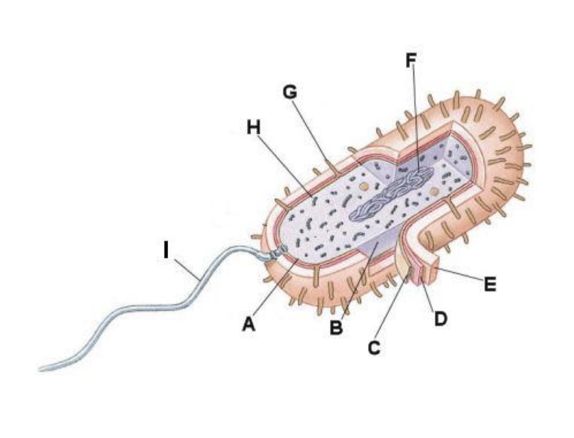 Solved Label the parts of the bacterium | Chegg.com
