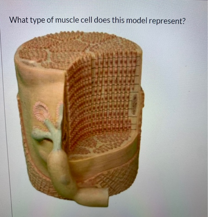 Solved What type of muscle cell does this model represent? | Chegg.com