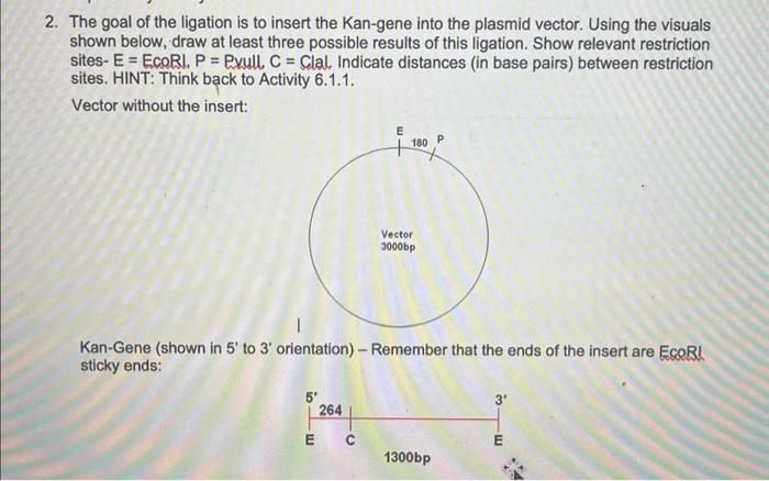 Solved 2. The goal of the ligation is to insert the Kan-gene | Chegg.com