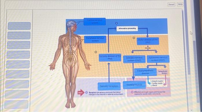Solved Sensory division of the PNS Sensory receptors Somatic | Chegg.com