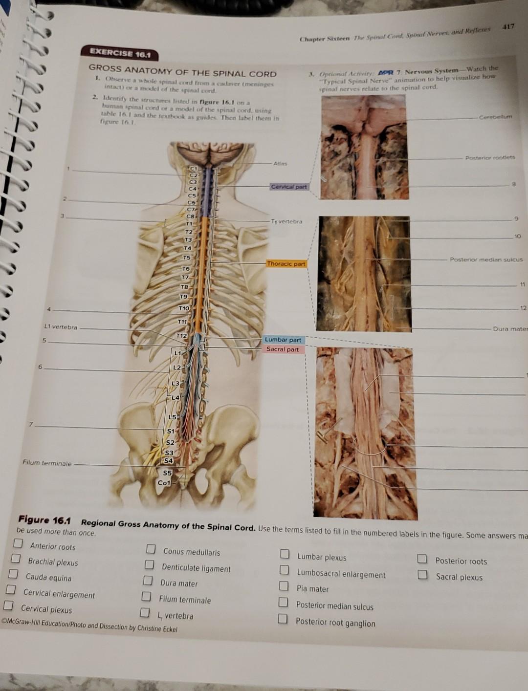 Spinal Cord Model Labeled