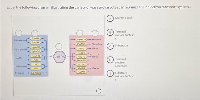 Solved Label the following diagram illustrating the variety | Chegg.com
