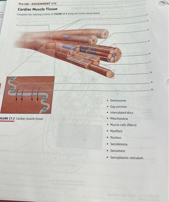 Solved me uppo sting Pre-lab ASSIGNMENT 17C Cardiac Muscle | Chegg.com