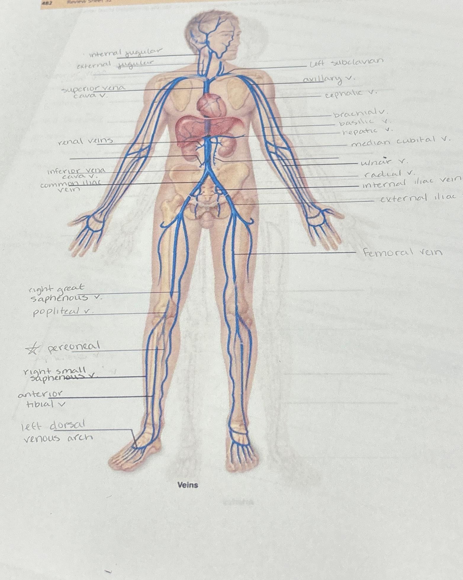 Human body vein labeled diagram | Chegg.com