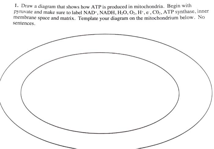 1. Draw a diagram that shows how ATP is produced in | Chegg.com