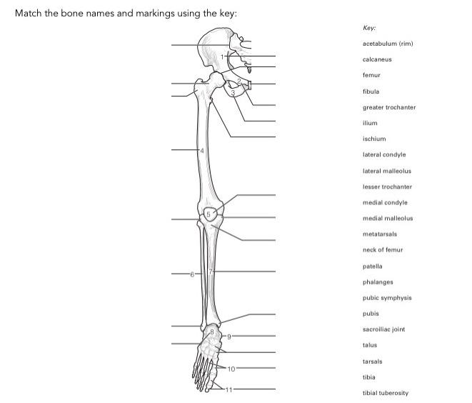 Solved Match the bone names and markings using the key: Key: | Chegg.com