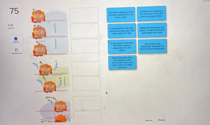 Solved place the steps in the translation process in the | Chegg.com