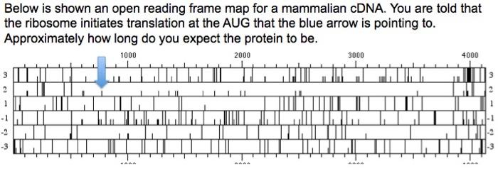Solved Below is shown an open reading frame map for a | Chegg.com
