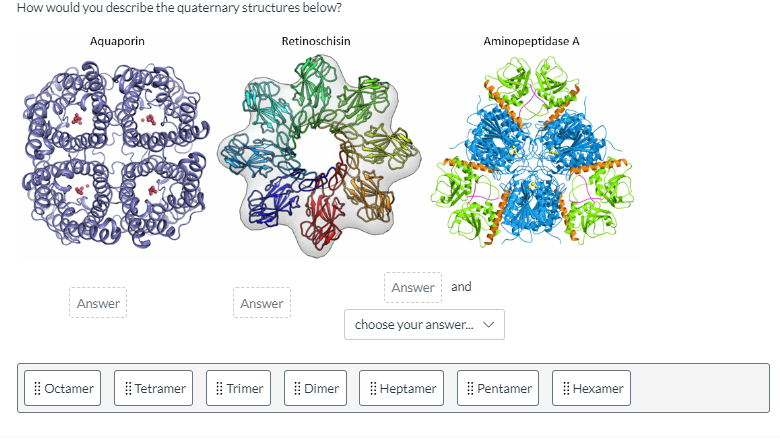 Solved How would you describe the quaternary structures | Chegg.com