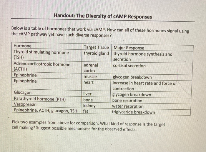 Solved Handout: The Diversity of CAMP Responses Below is a | Chegg.com