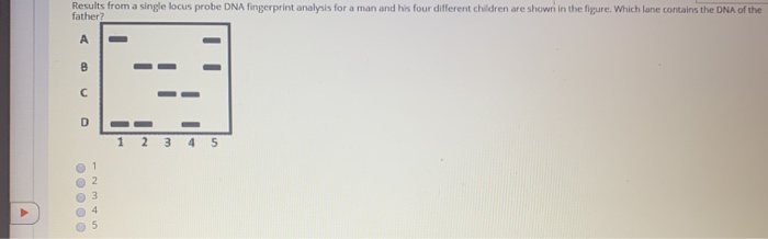 Solved Results from a single locus probe DNA fingerprint | Chegg.com