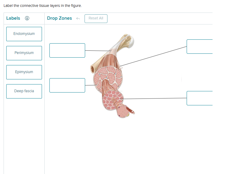 Solved Label the connective tissue layers in the | Chegg.com