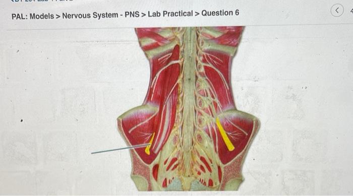 Solved PAL: Models > Nervous System - PNS > Lab Practical > | Chegg.com