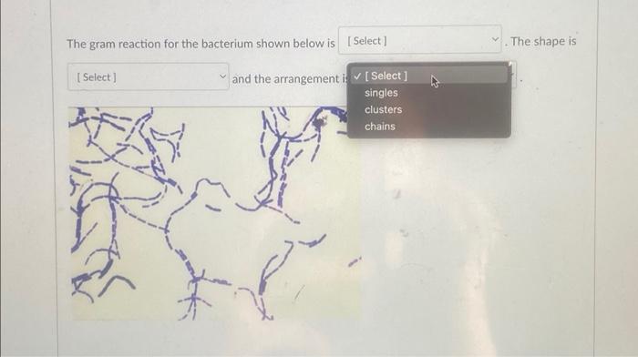 Solved The shape is The gram reaction for the bacterium | Chegg.com