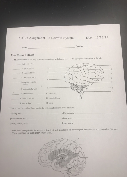 Solved A&P-1 Assignment - 2 Nervous System Due - 11/13/19 | Chegg.com
