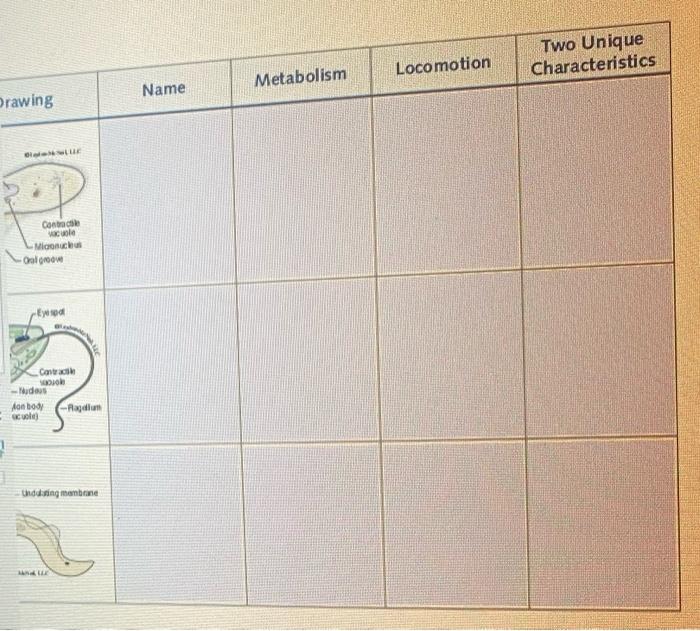 Solved Name Organism Drawing Organism Photographs | Chegg.com