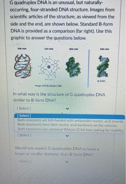 Solved G quadruplex DNA is an unusual, but | Chegg.com