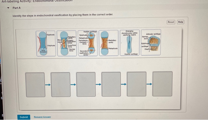 Solved Art-labeling Activity: Endochondral Part A Identify | Chegg.com