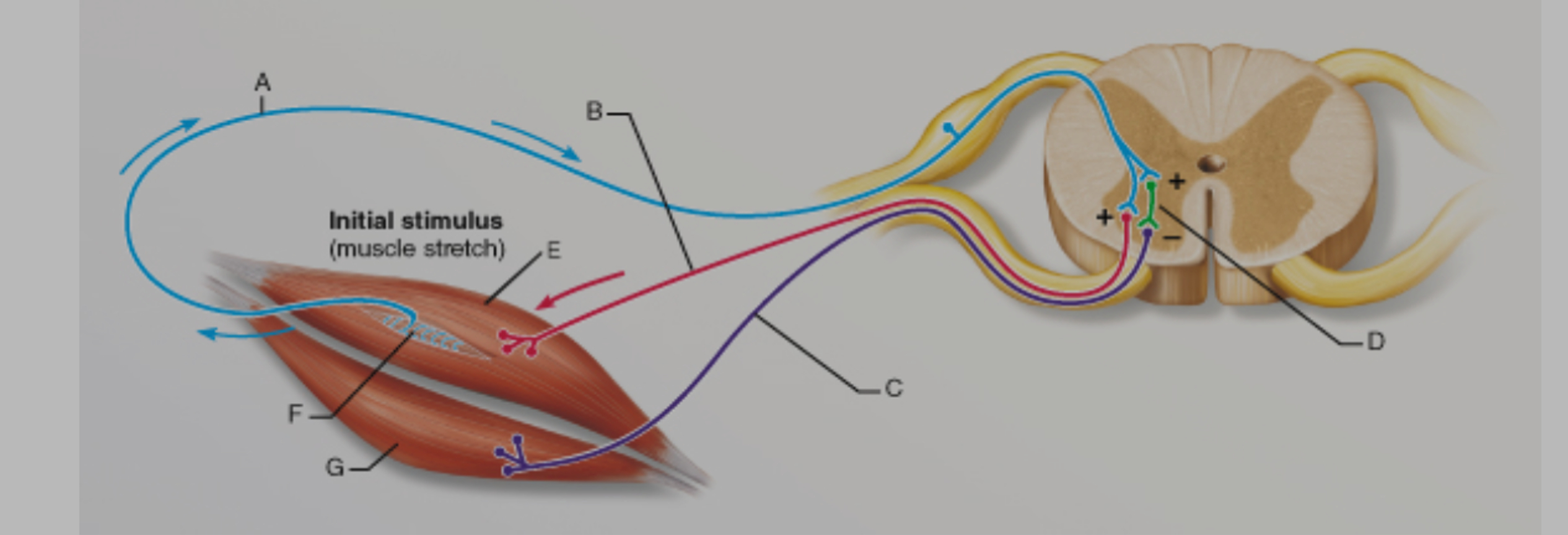 Solved What is the type of reflex represented by the pathway | Chegg.com
