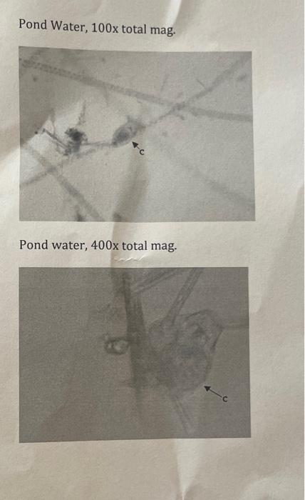 Lab Manual, Exercise 1: Review the following images | Chegg.com