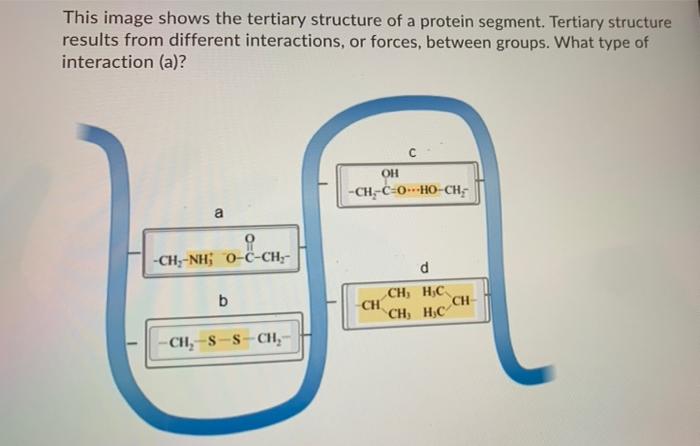 Solved This image shows the tertiary structure of a protein | Chegg.com