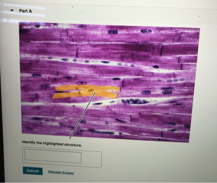 Solved Part A Identify the highlighted structure. Submit | Chegg.com