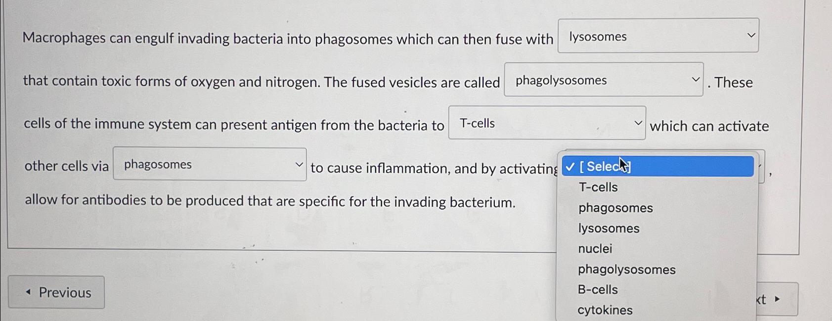 Solved Macrophages can engulf invading bacteria into | Chegg.com
