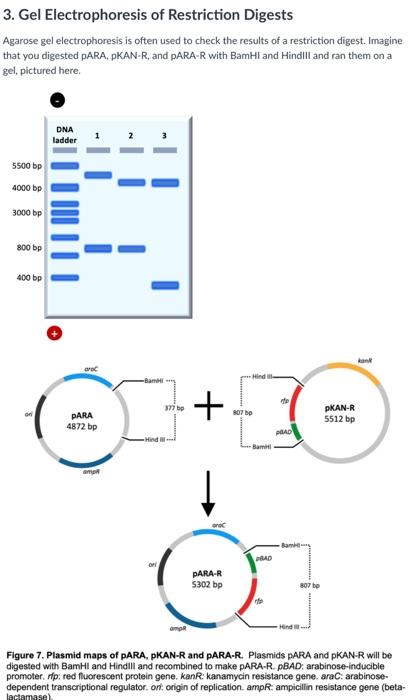 Solved DNA ladder 5500 bp 4000 bp 3000 bp 800 bp 400 bp - + | Chegg.com