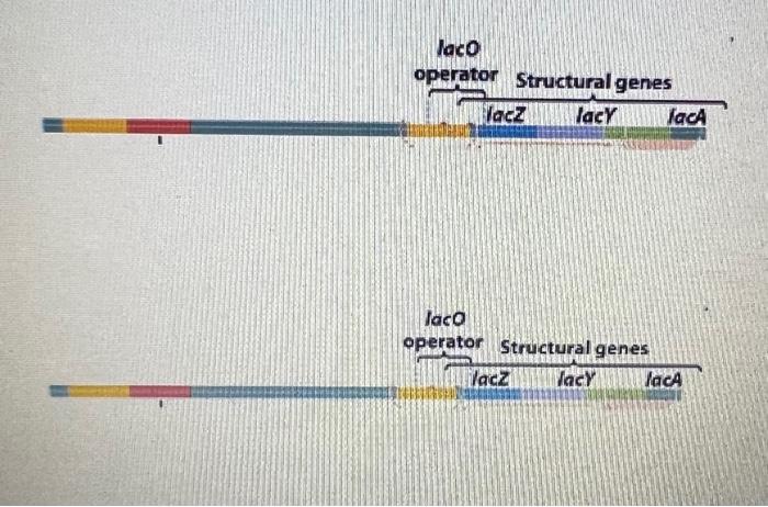 Solved laco operator Structural genes lacz lacY laca laco | Chegg.com