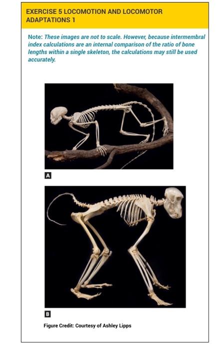 Solved EXERCISE 5 LOCOMOTION AND LOCOMOTOR ADAPTATIONS 1 | Chegg.com