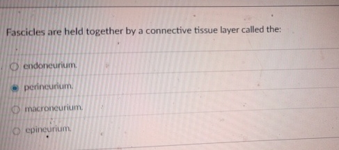 Solved Fascicles are held together by a connective tissue | Chegg.com