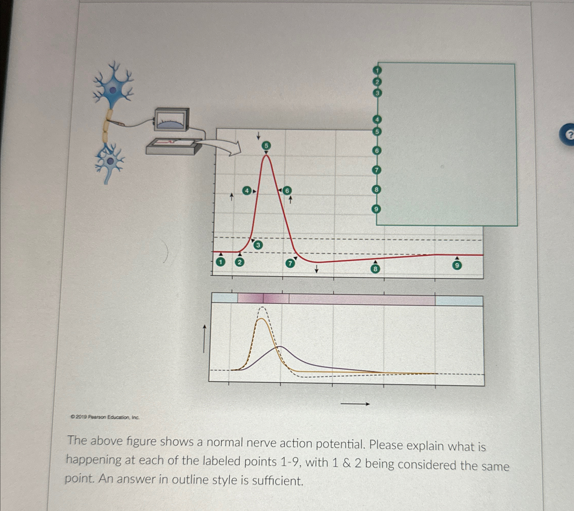 Solved The above figure shows a normal nerve action | Chegg.com
