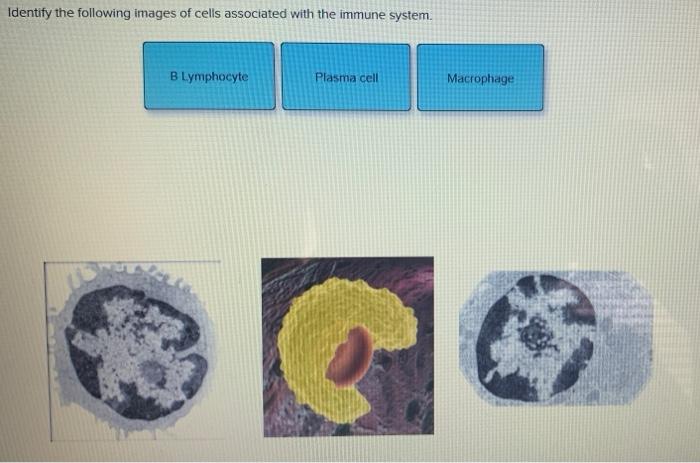 Solved Identify the following images of cells associated | Chegg.com