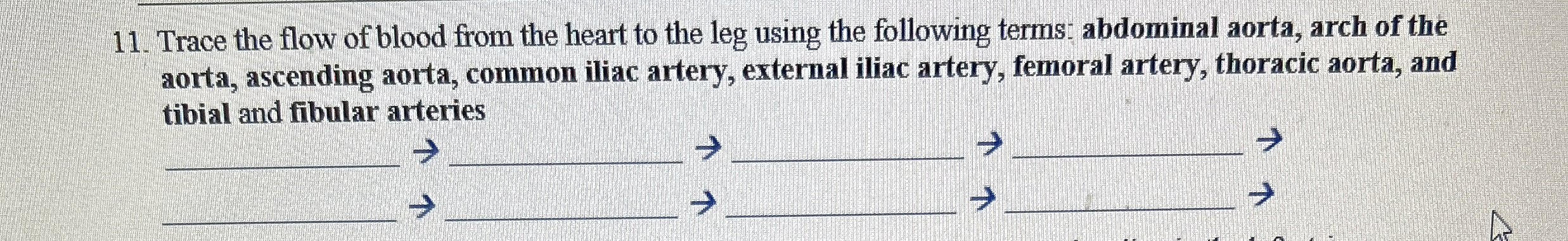 Solved Trace the flow of blood from the heart to the leg | Chegg.com