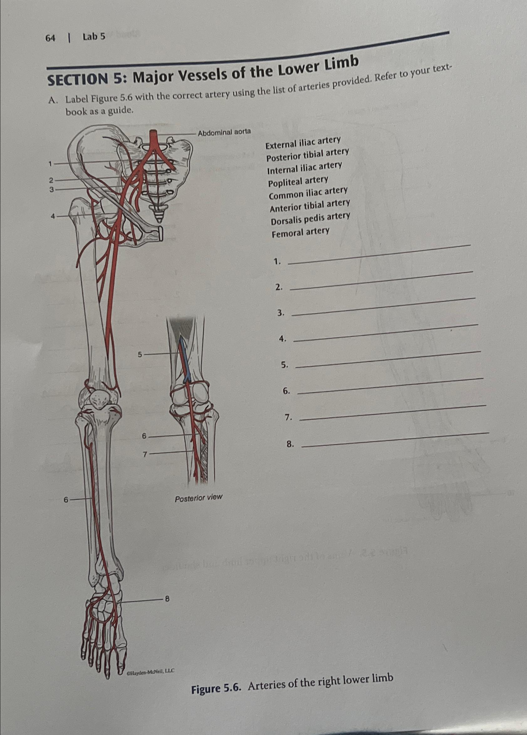 Solved 64 | ﻿Lab 5SECTION 5: Major Vessels of the Lower | Chegg.com