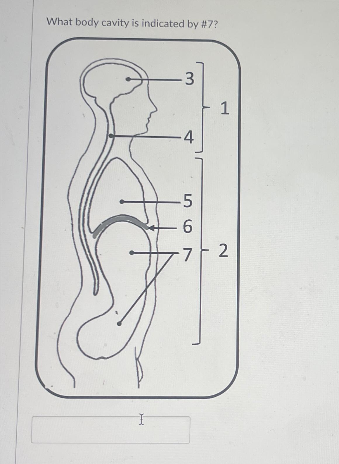 Solved What body cavity is indicated by #7? | Chegg.com