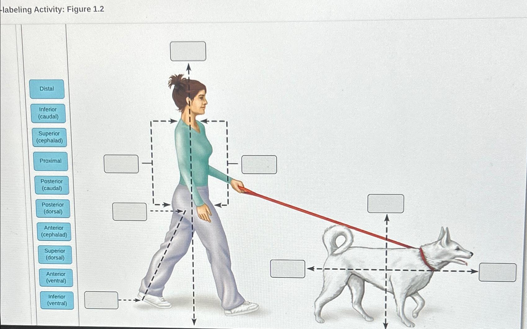 Solved -labeling Activity: Figure 1.2 | Chegg.com