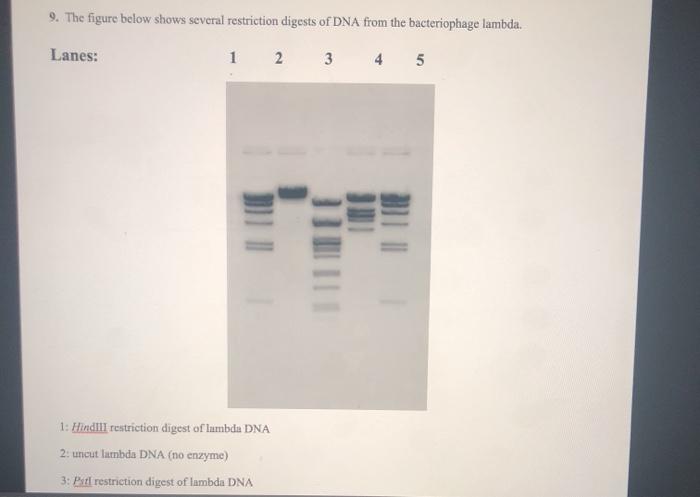 Solved 9. The figure below shows several restriction digests | Chegg.com