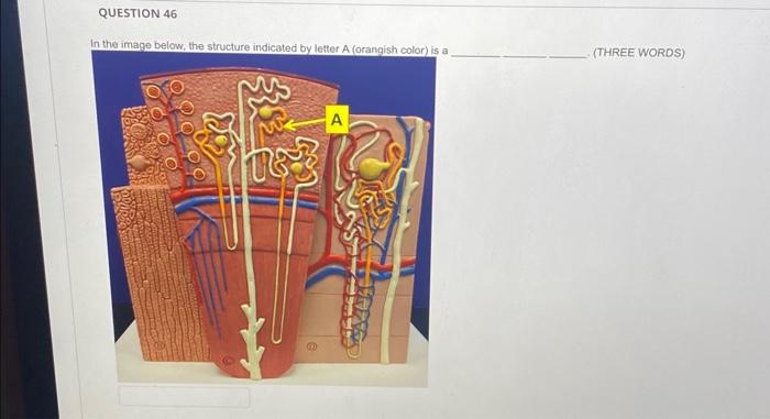 Solved In the image below, the structure indicated by letter | Chegg.com