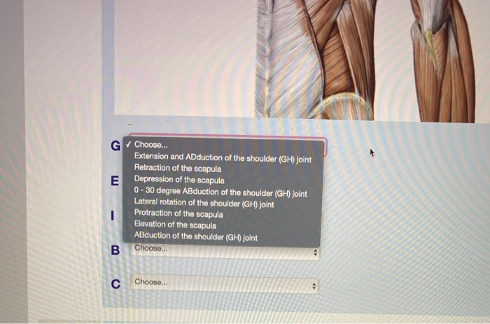 Solved Question 1 Not yet answered Which of the muscles on | Chegg.com