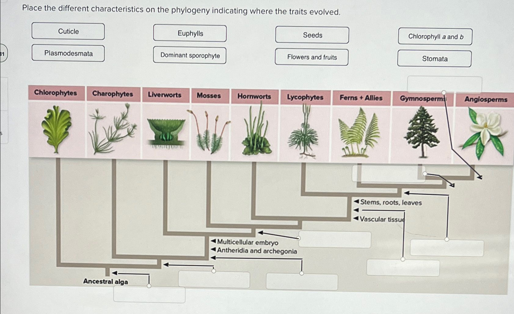 Solved Place the different characteristics on the phylogeny | Chegg.com