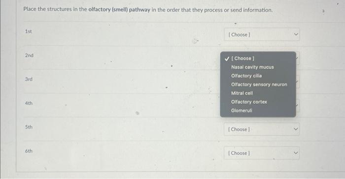 Solved Place the structures in the olfactory (smeli) pathway | Chegg.com