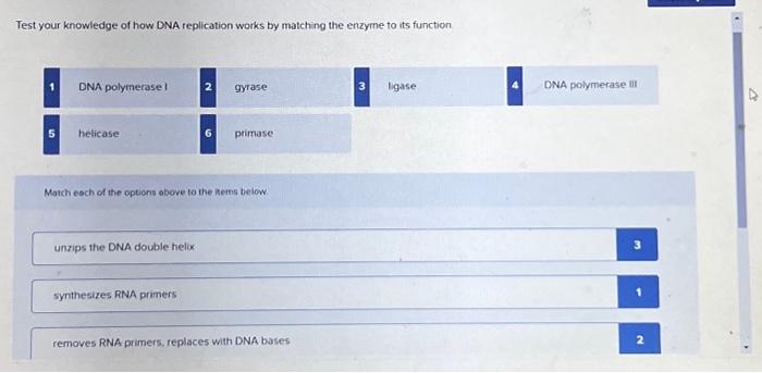 Solved Test your knowledge of how DNA replication works by | Chegg.com