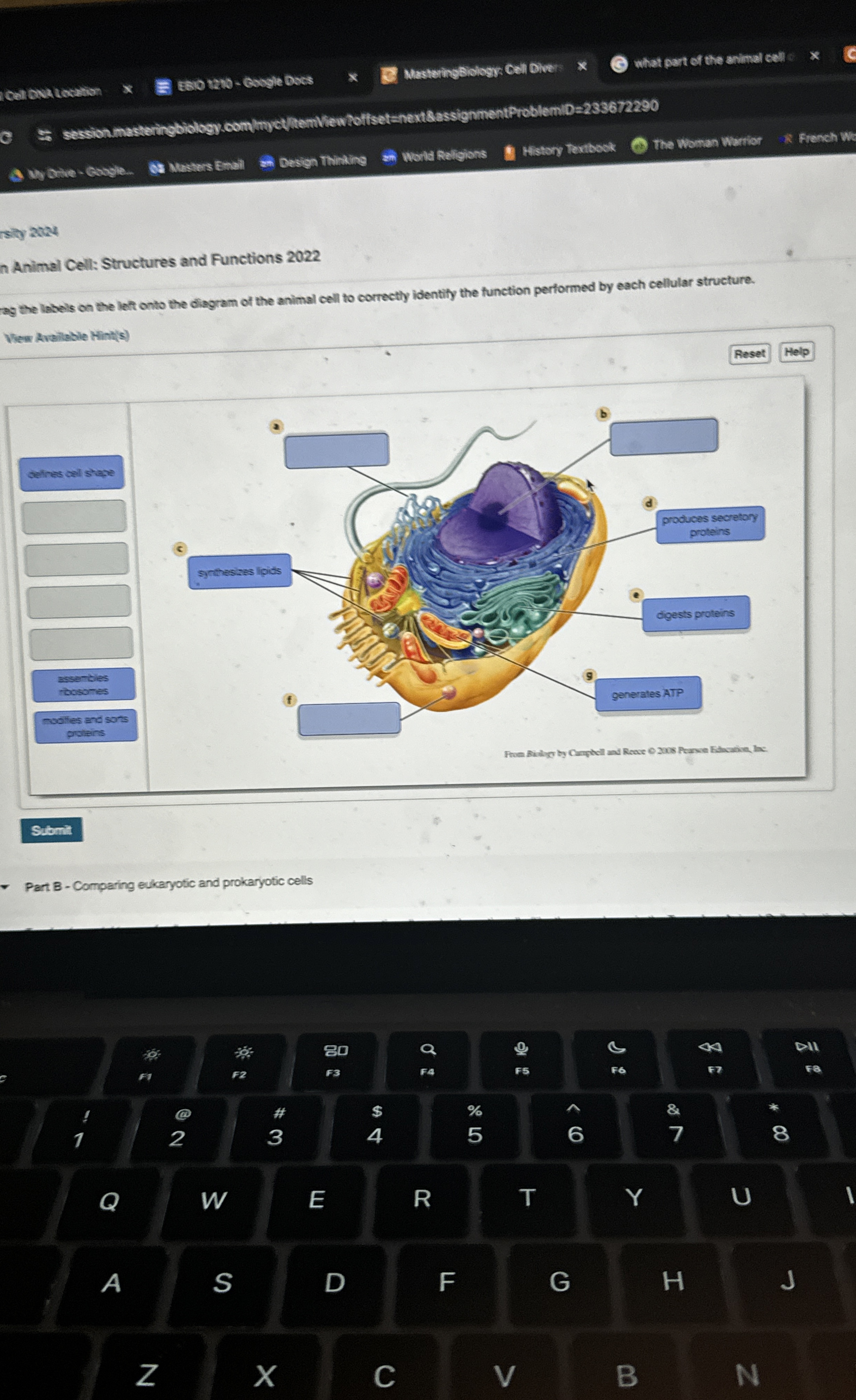 Solved rsity 2624Animal Cell: Structures and Functions | Chegg.com