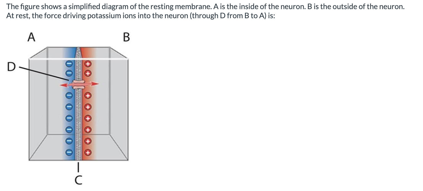 Solved The figure shows a simplified diagram of the resting | Chegg.com