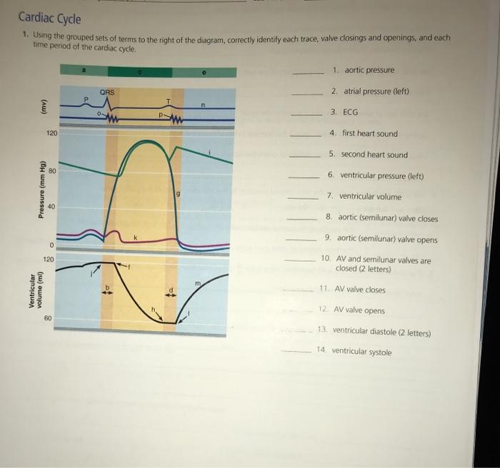 Solved Cardiac Cycle 1. Using the grouped sets of terms to | Chegg.com