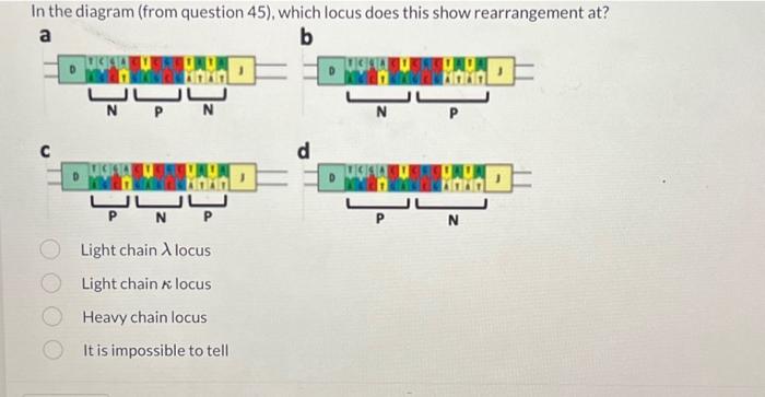 Light chain λ locus Light chain κ locus Heavy chain | Chegg.com