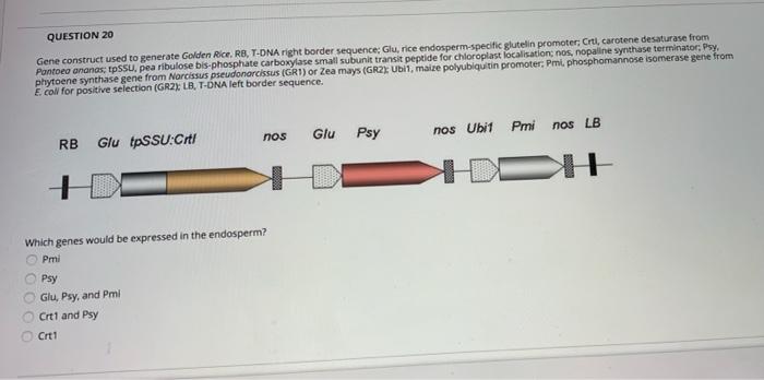 Solved QUESTION 20 Gene construct used to generate Golden | Chegg.com