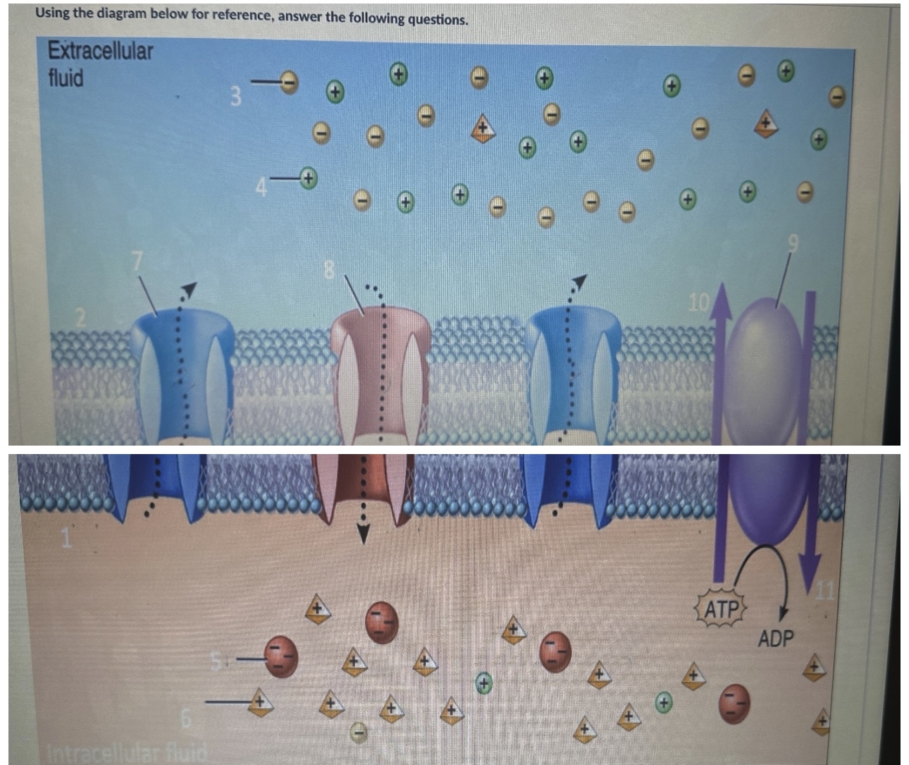 Solved Look at #1. ﻿At rest does this side of the membrane | Chegg.com